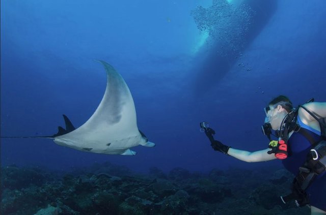 Hallan en Golfo de México el primer criadero de mantarraya en el mundo