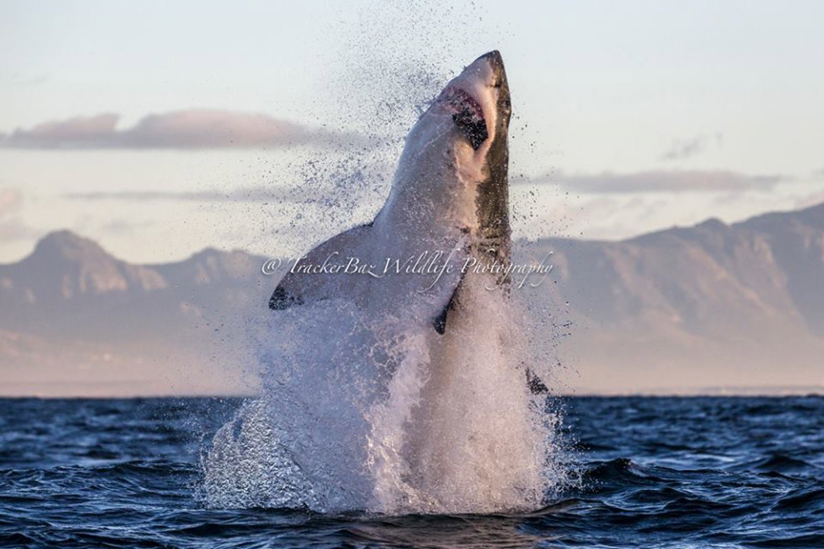 Increíble momento en que un gran tiburón blanco "volador" salta fuera ...