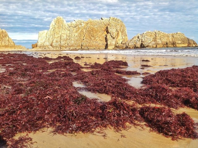 Arranca la campaña de extracción de caloca con 1.070 toneladas de cupo