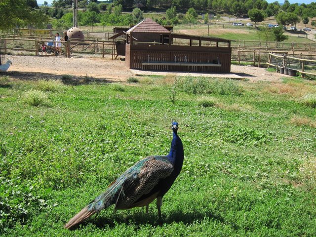 Un pavo real y una pava se convierten en nuevos miembros de la granja ...