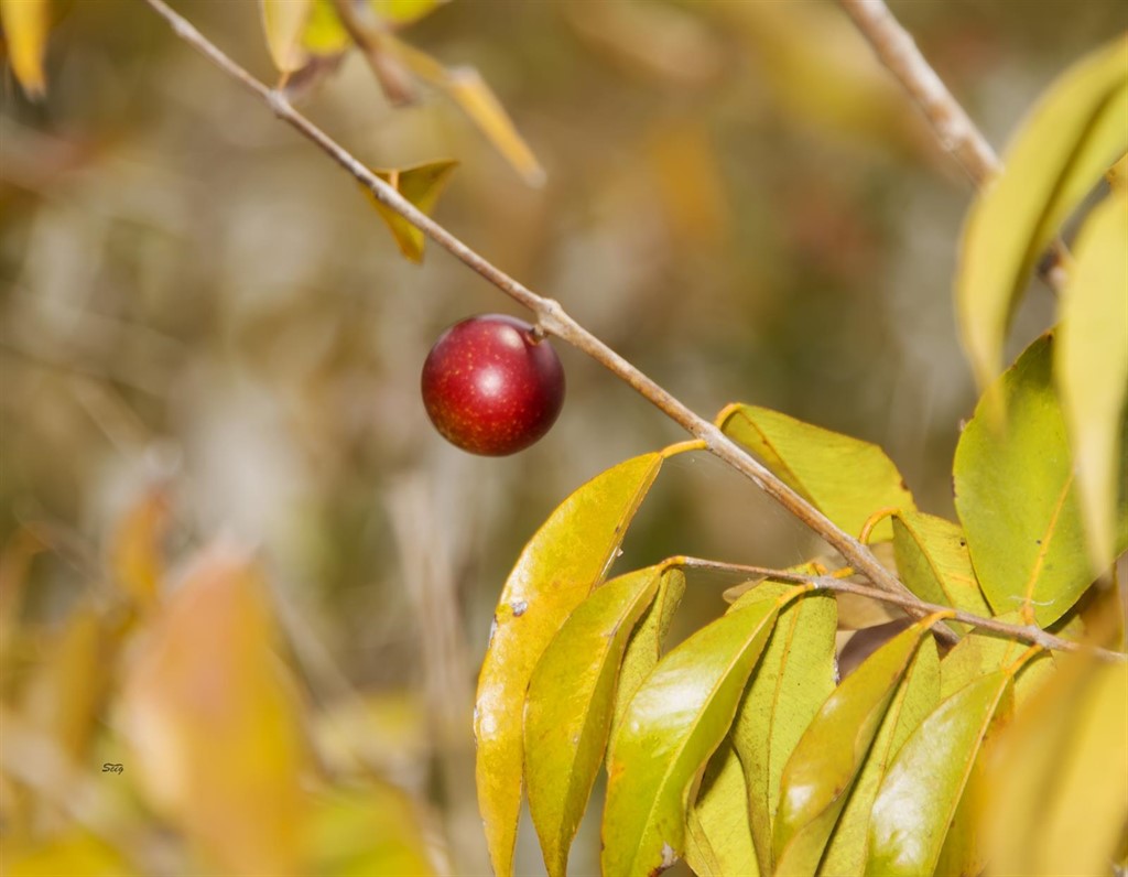 Camu Camu, un fruta amazónica que ayuda a evitar la obesidad