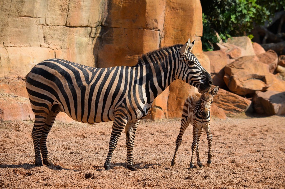 La zebra rescatada pels seus cuidadors en Bioparc rep el nom de Milagritos
