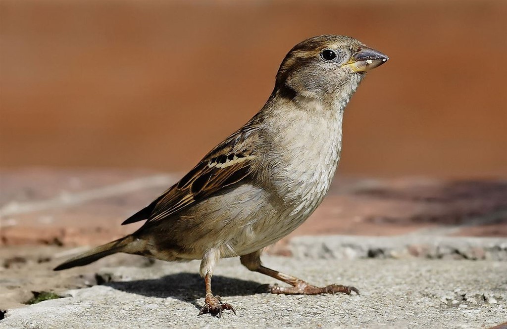 Los gorriones se adaptan genéticamente a la contaminación