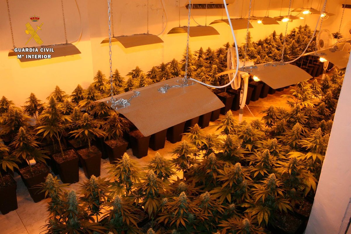 Desmanteladas dos plantaciones de marihuana camufladas en una vivienda de Puente Genil (Córdoba)