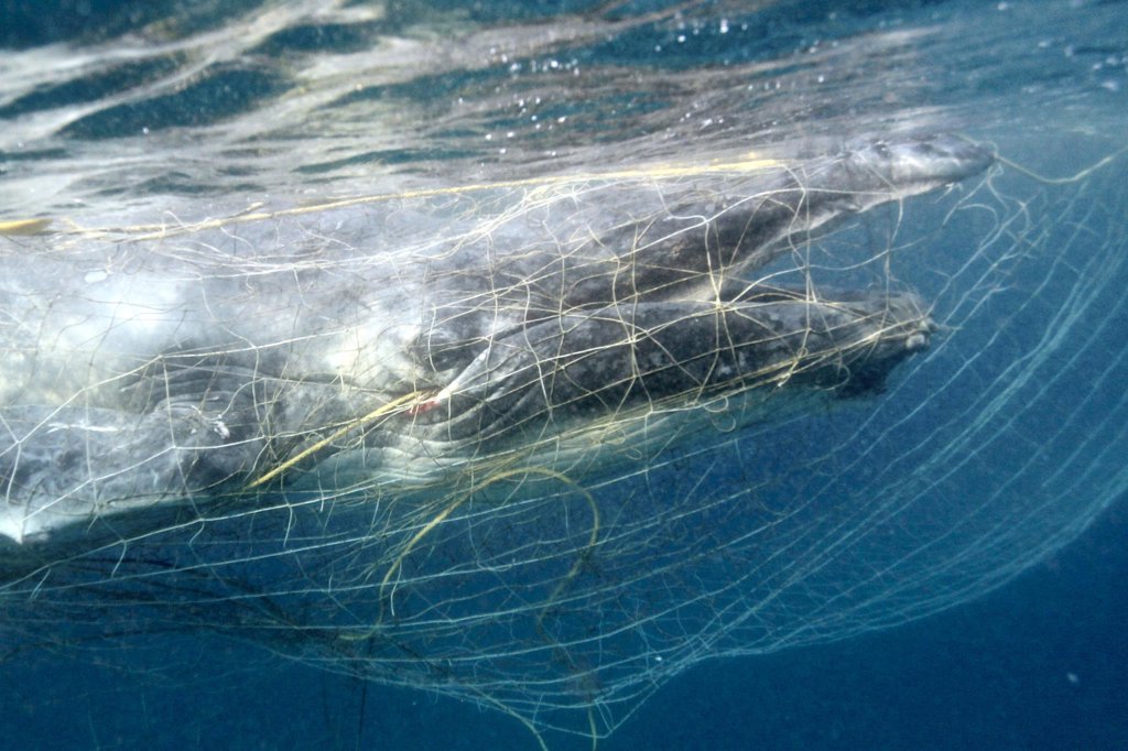 Así fue el rescate de una ballena atrapada en una red en Australia