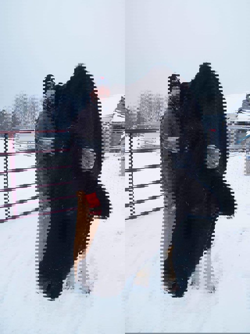 La vaca más grande: A la australiana de 1,94 metros le ha salido ...