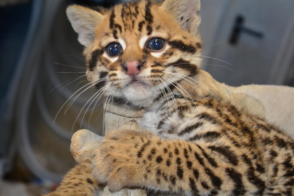Las crías de ocelote de Terra Natura son una hembra y un macho "activos ...