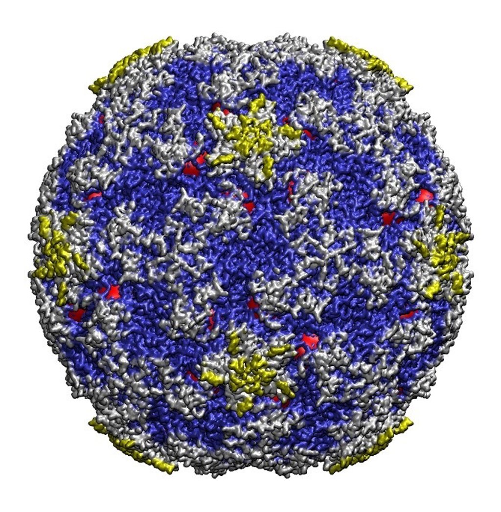 Los virus que permanecen en el intestino podrían desencadenar la ...