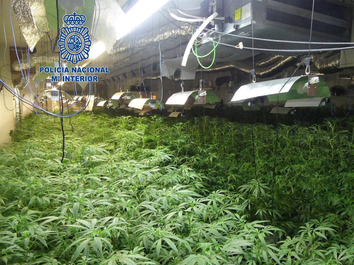 Desmantelan dos plantaciones de marihuana en Mataró (Barcelona) con más de 4000 plantas