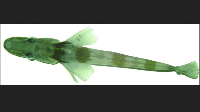 Se completa el genoma del pez de hielo, que carece de hemoglobina