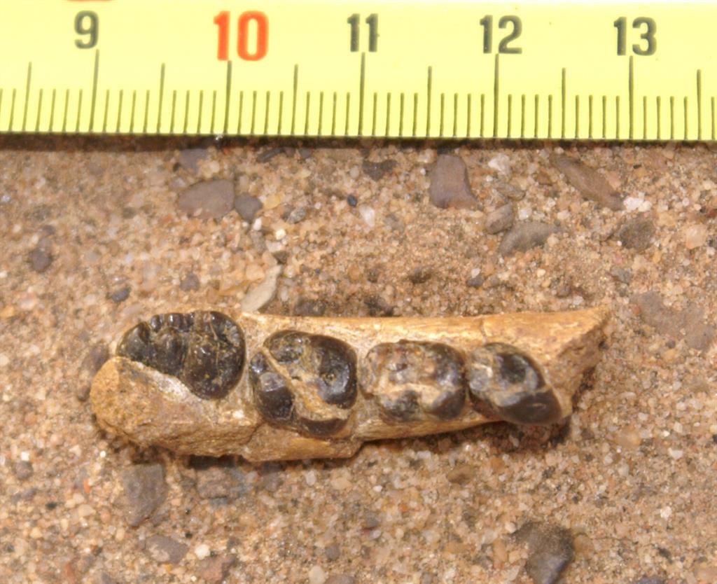 Dientes fósiles de mono cubren un hueco evolutivo de 6 millones de años