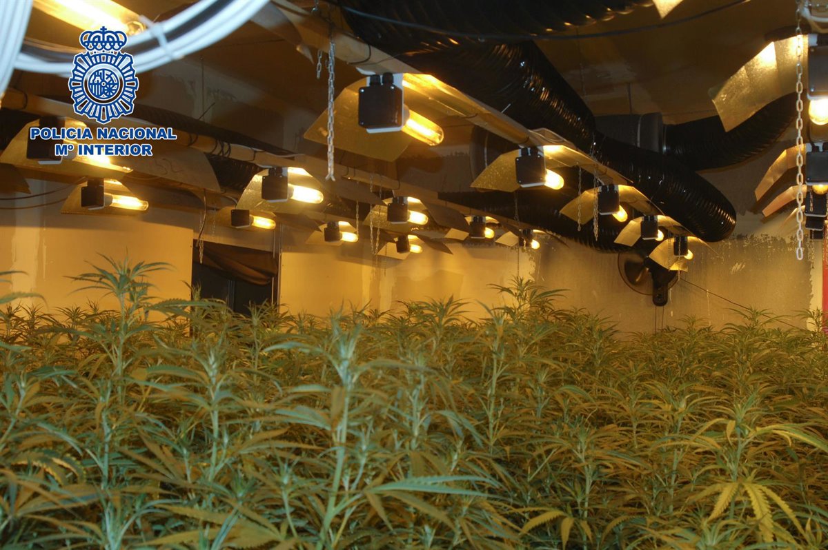 Desmantelan en Toledo un punto de venta de droga con el decomiso de 42 kilos de marihuana