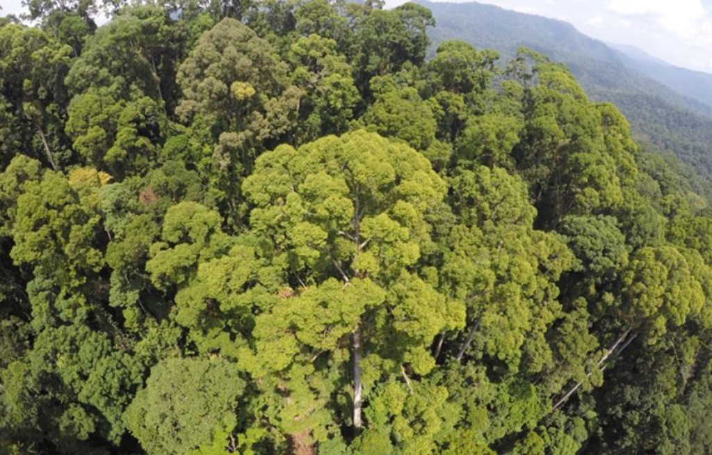 El nuevo árbol tropical más alto del mundo supera los 100 metros