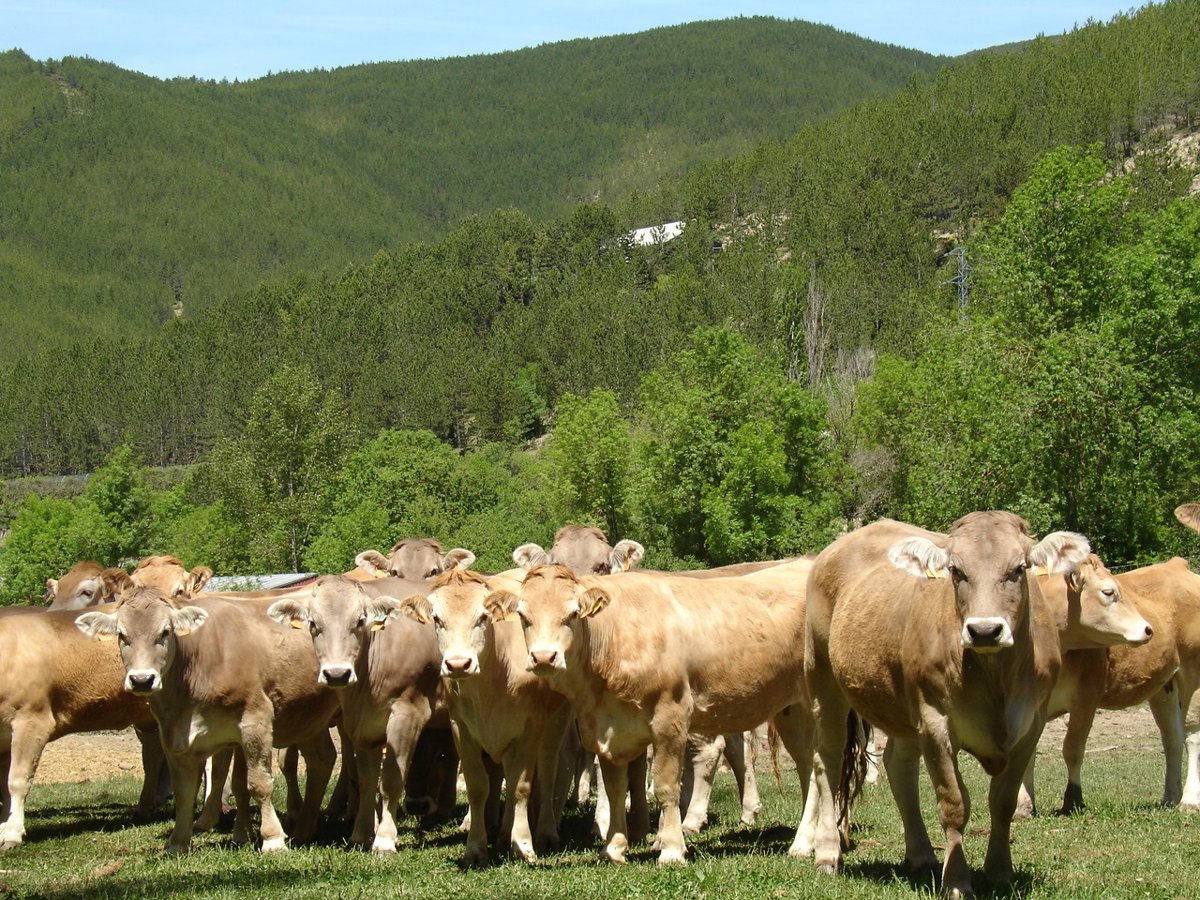 ADELPA reclama promover la ganadería de montaña como herramienta para ...