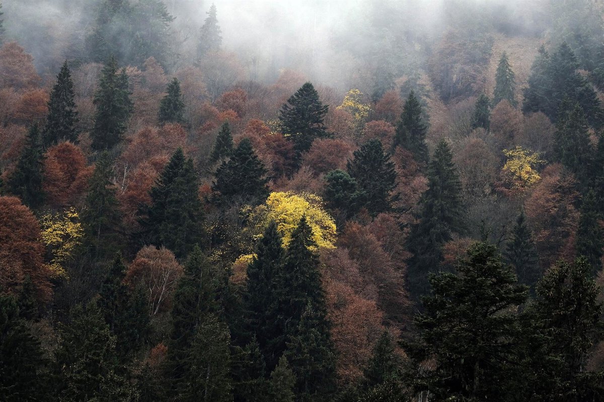 Primer mapa mundial para entender cómo el clima altera los bosques