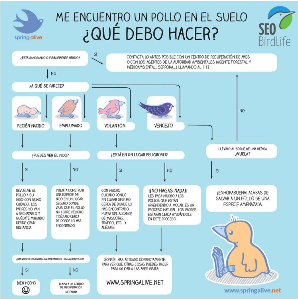 ¿Qué debo hacer si encuentro un pollito de ave caído de un nido?
