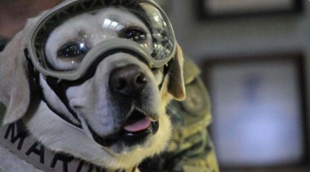 Frida, la perra rescatista más famosa de México se jubila