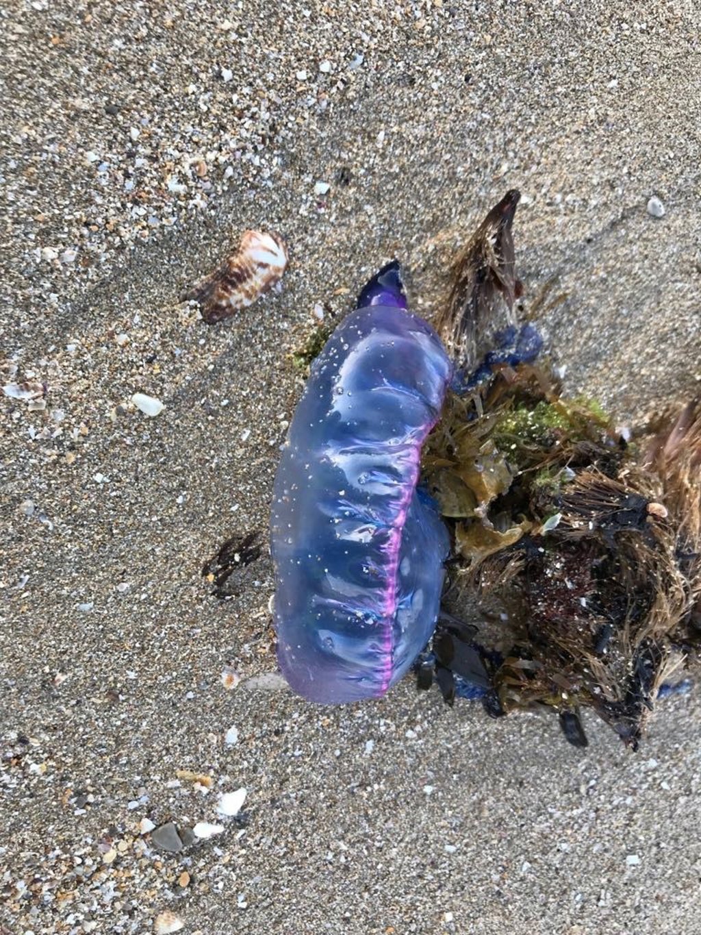 Bandera amarilla en las playas de Cádiz capital por la aparición de la ...