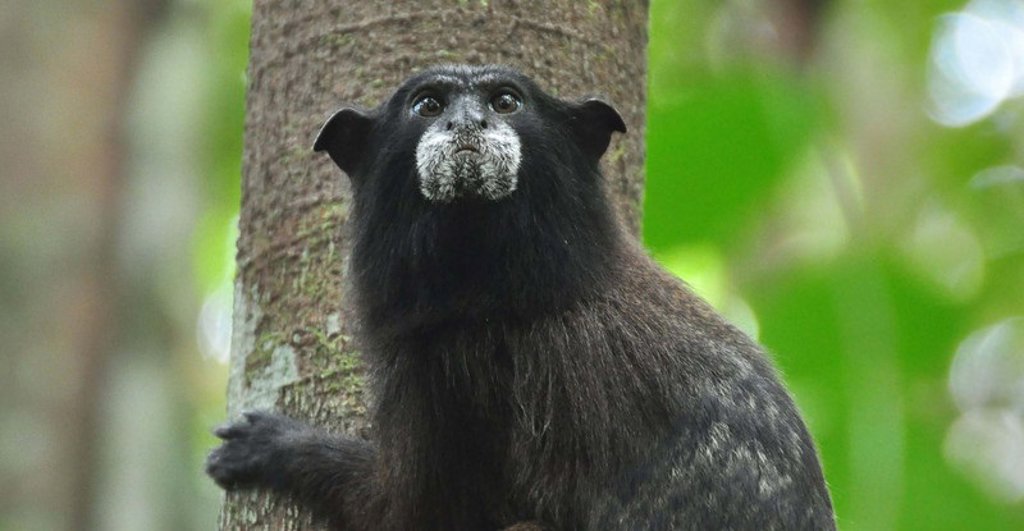 Los monos contribuyen a la regeneración de los bosques tropicales