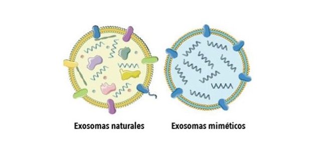 Describen el desarrollo y caracterización de nanosistemas que mimetizan ...