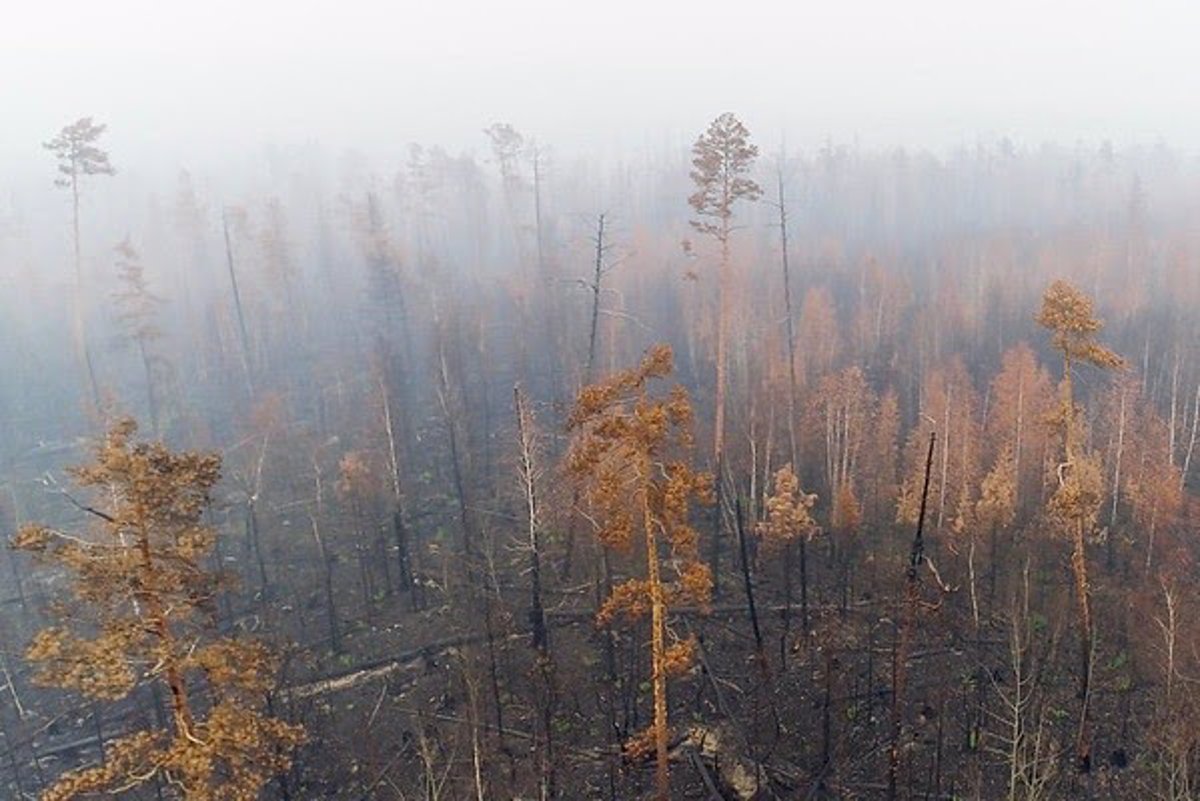 El Humo De Los Incendios En Siberia Cubre Una Superficie Más Grande Que