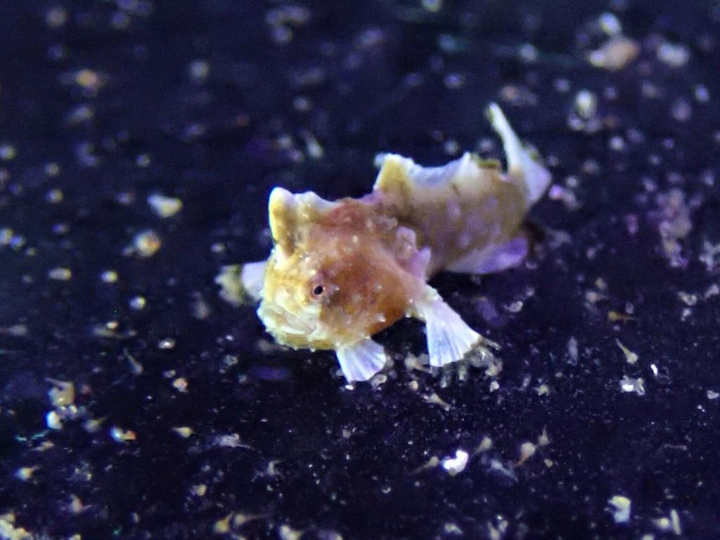 Cría en cautividad asegura la supervivencia del pez más raro del mundo