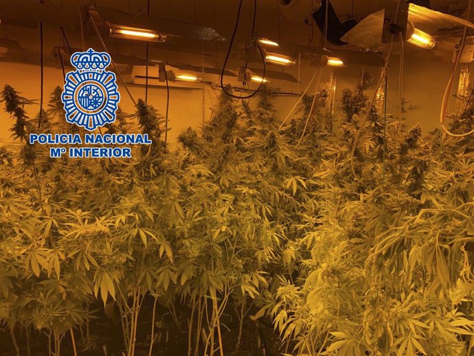 Desmanteladas en Córdoba cuatro plantaciones de marihuana con más de 30 kilos y detenidas cuatro ...