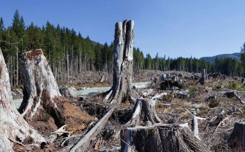 La deforestación tiene un punto de no retorno