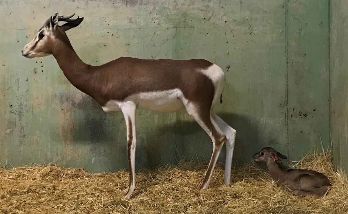 Una gasela en extinció, primer naixement de Bioparc durant el confinament