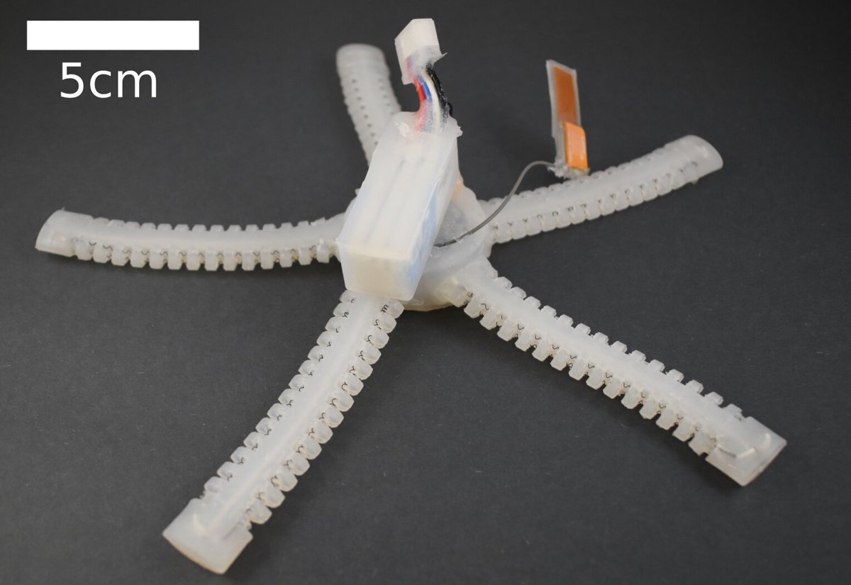 VÍDEO Un robot blando autónomo subacuático inspirado en la estrella de mar