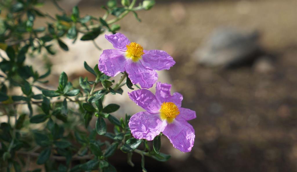 Esta es la Jara de Cartagena, una "joya de la flora mediterránea" que ...