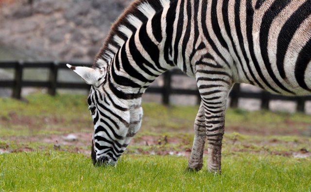 Cabárceno celebra su 30 cumpleaños con el 'bautizo' de cebras nacidas ...