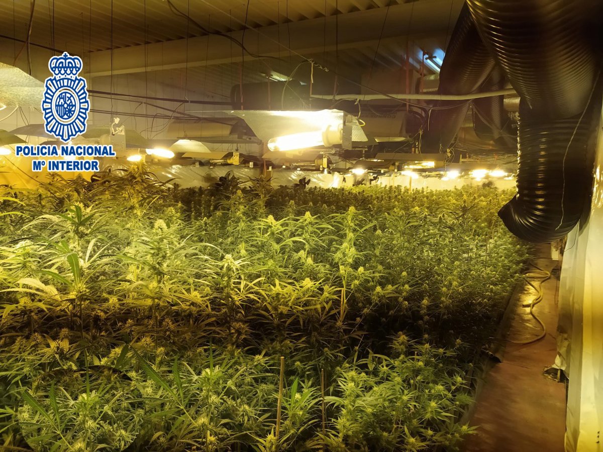 Desmanteladas nueve plantaciones de marihuana y tres viviendas de venta de drogas dentro un ...