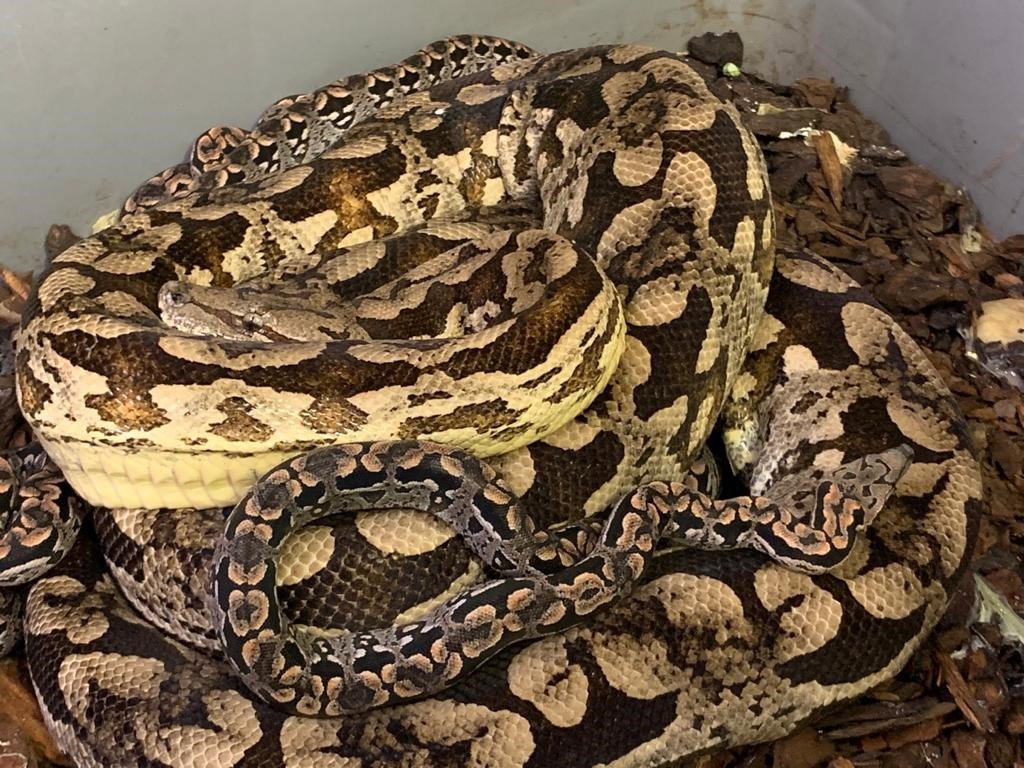 La Boa de Madagascar se reproduce por primera vez en Bioparc