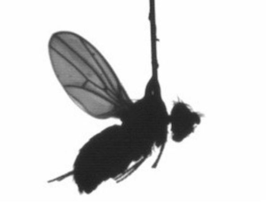 Revelados los secretos de la visión de la mosca para su vuelo único