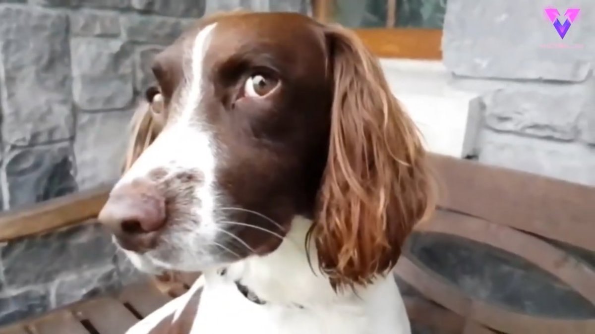 DESCONECTA.-Conoce a Rufus, el perro de rescate que olfatea la viruela ...