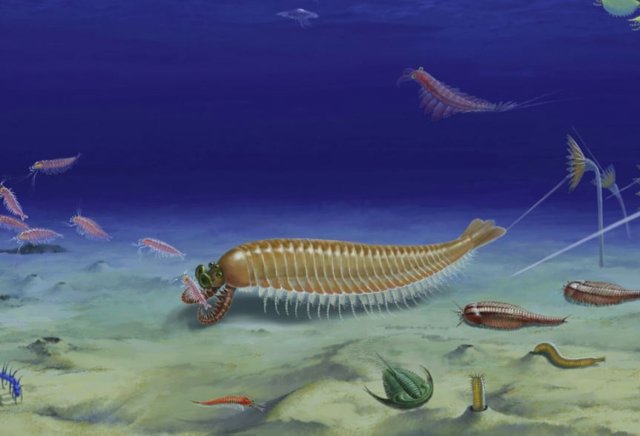 Un fósil con cinco ojos revela el origen evolutivo de los artrópodos