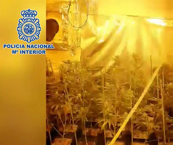 Tres detenidos y desmanteladas dos plantaciones de marihuana en dos inmuebles de una misma calle ...