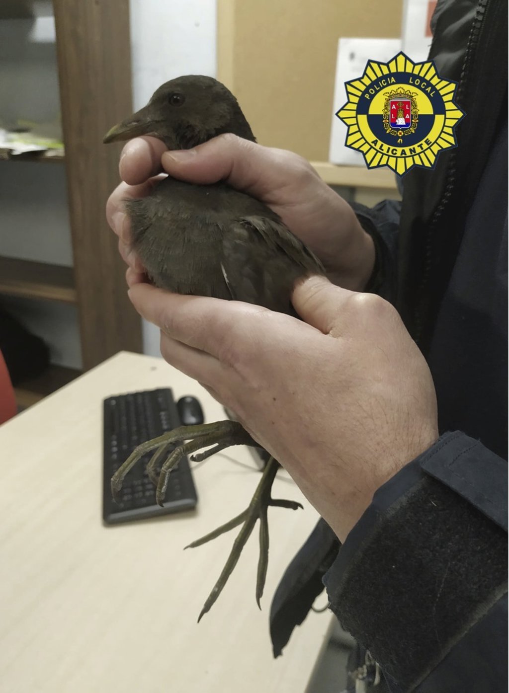 Agentes de policía rescatan en Alicante a un pájaro aturdido en la ...
