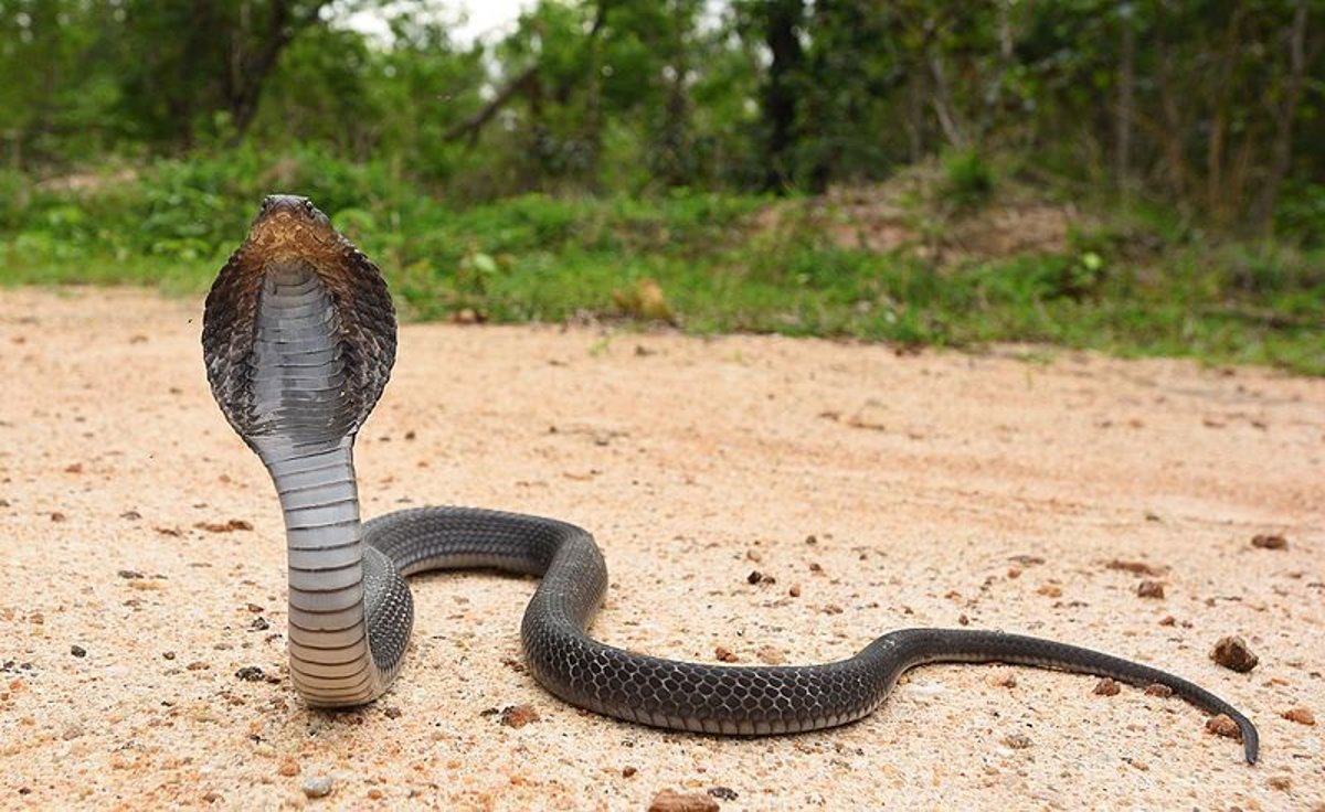 El secreto evolutivo del cóctel venenoso de la cobra