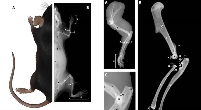 Publican el primer atlas de radiología del ratón para modelos de ...