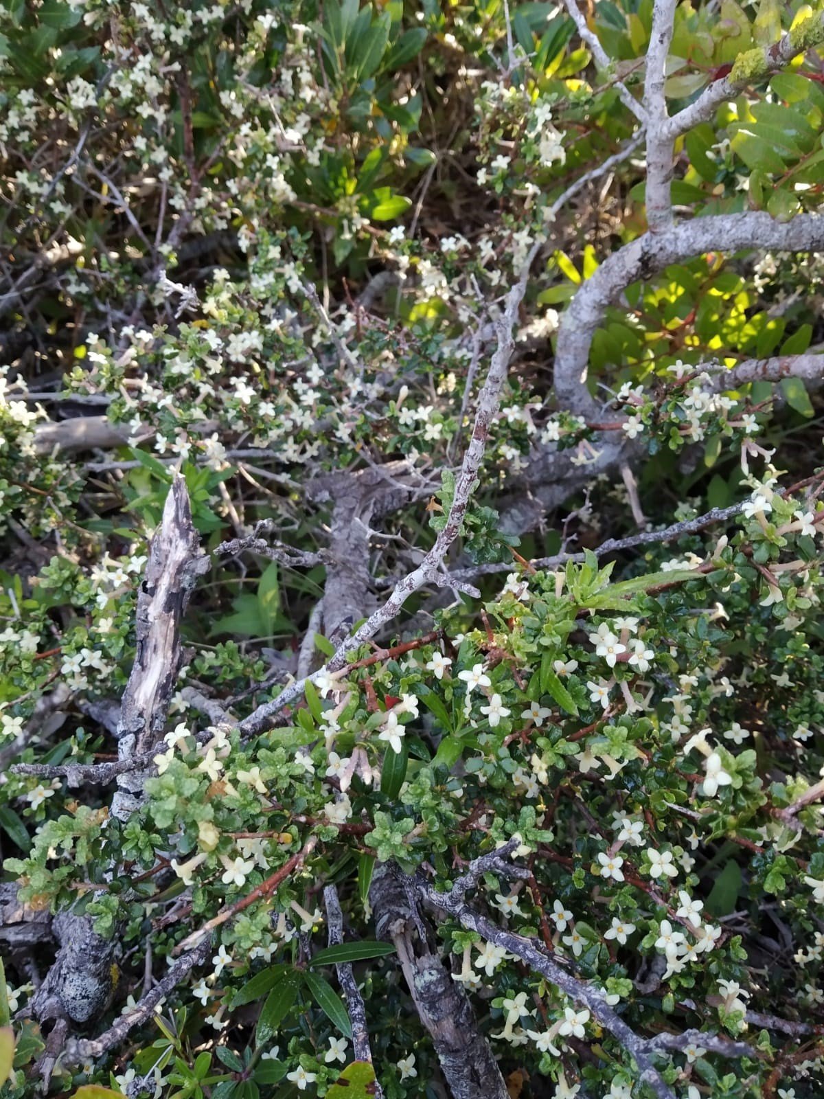El plan de conservación de la flora amenazada de Menorca abarca 32 especies