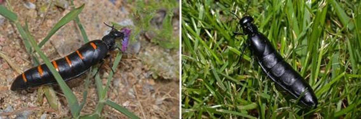 Descubren seis nuevas especies de aceiteras, las cantáridas más grandes ...