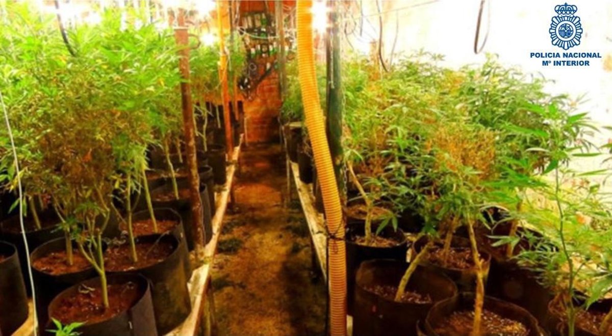 La Policía Nacional desmantela tres cultivos de marihuana en interior en Ciudad Real y detiene a ...