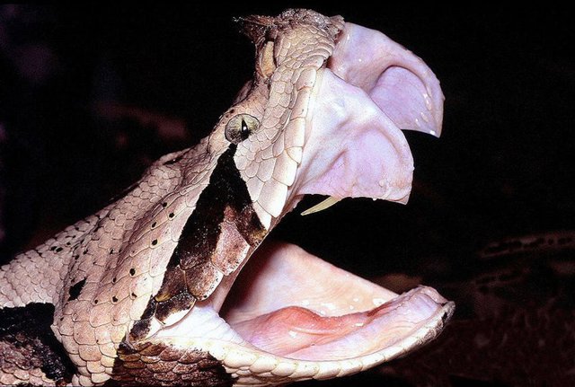 Revelado el secreto evolutivo de los colmillos de serpiente