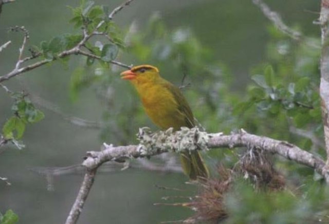 Nueva especie y género de pájaro descubierto en Perú