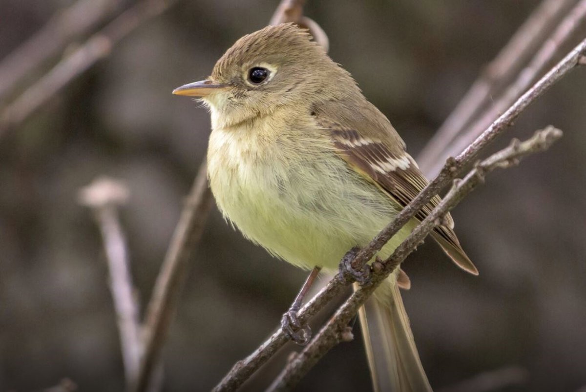 A las aves 'inteligentes' les puede ir mejor bajo el cambio climático