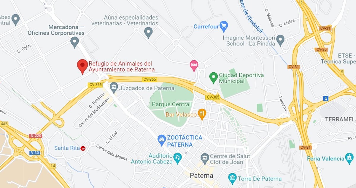 Moren 22 animals en tres mesos en el refugi de Paterna