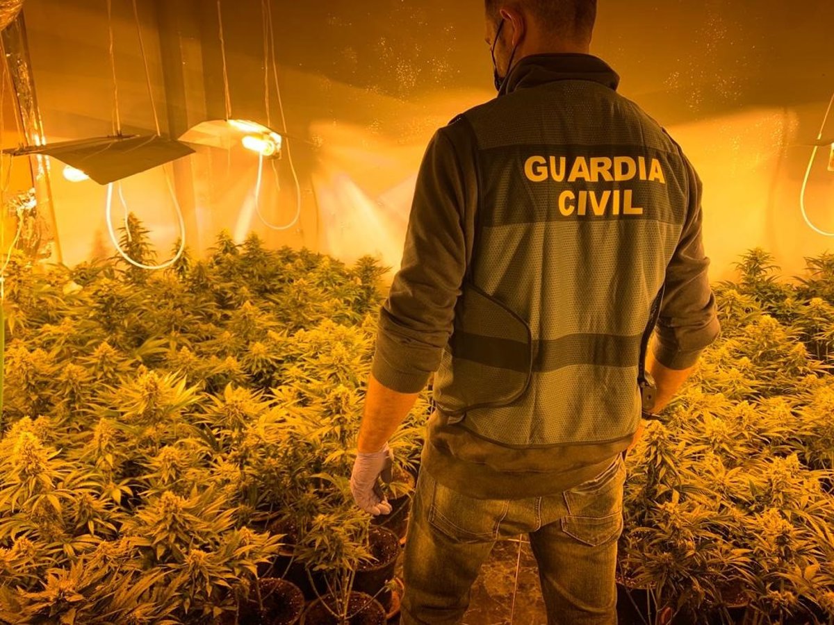 Localizados dos centros de producción de cannabis con más de mil plantas y tres investigados en ...