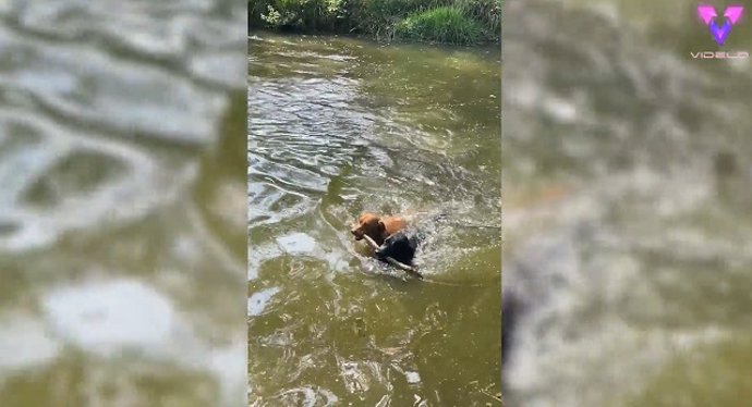 DESCONECTA.-Estos dos perros compiten por ser los mejores en natación ...